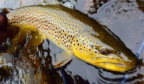 Discover the Adirondacks – Lifestyle NY Magazine