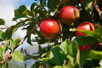 Apple Orchards in the Capital Region – Lifestyle NY Magazine